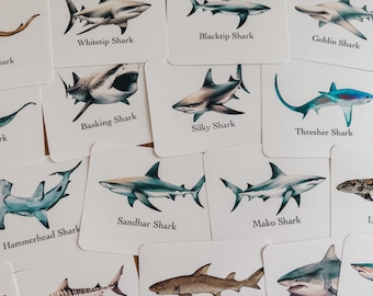 Ocean Animal Anatomy Mini Posters, Morning Basket, Homeschool, Learning ...