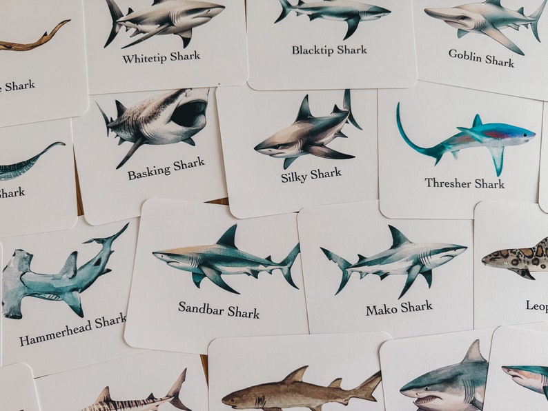 Shark Species Flashcards, Morning Basket, Homeschool, Learning Resource ...