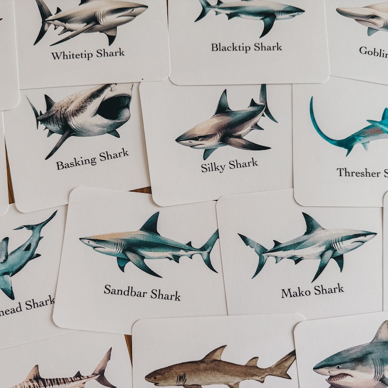 Scariest Shark Species - Etsy Canada