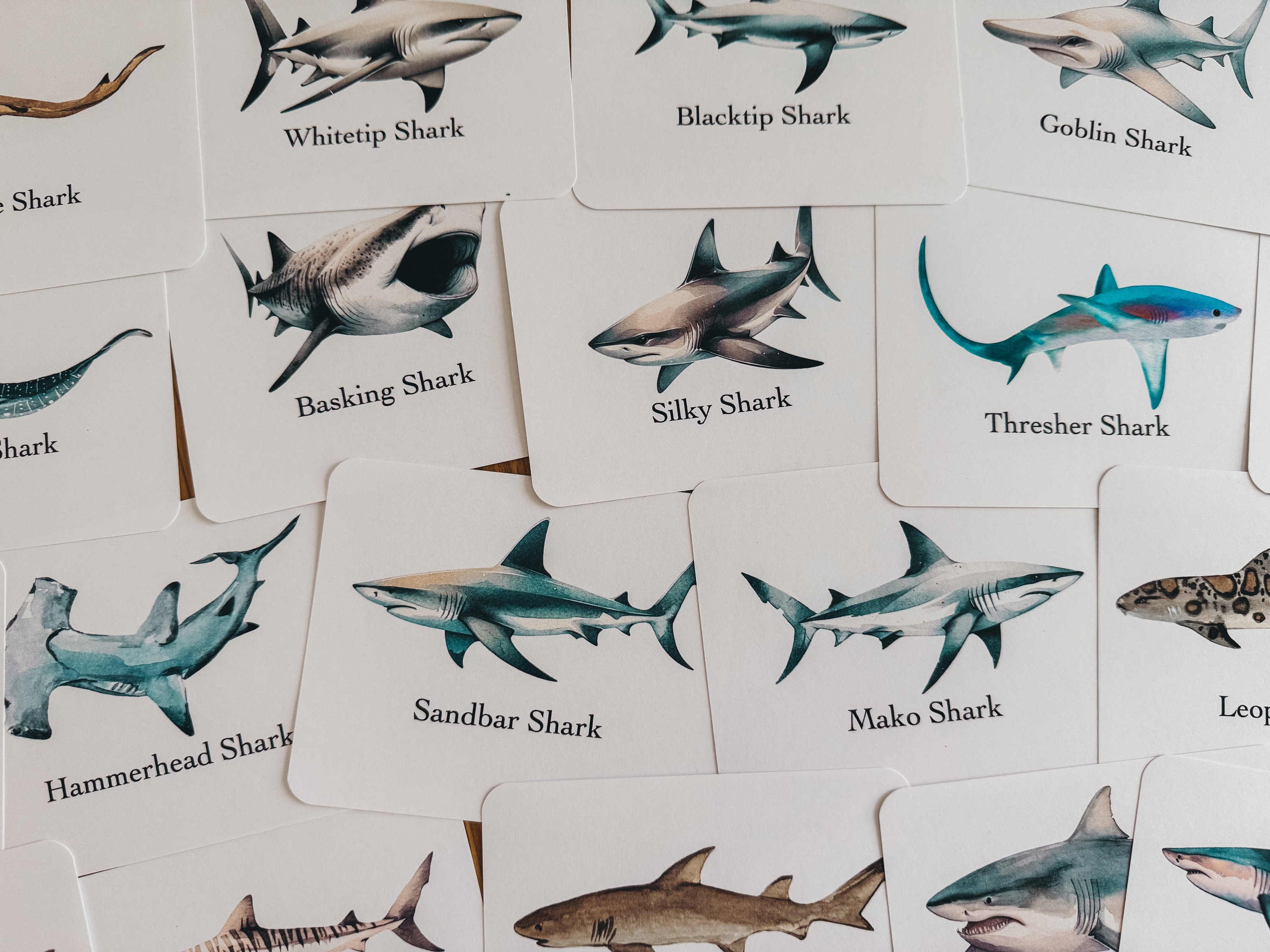 Shark Species Flashcards, Morning Basket, Homeschool, Learning Resource ...