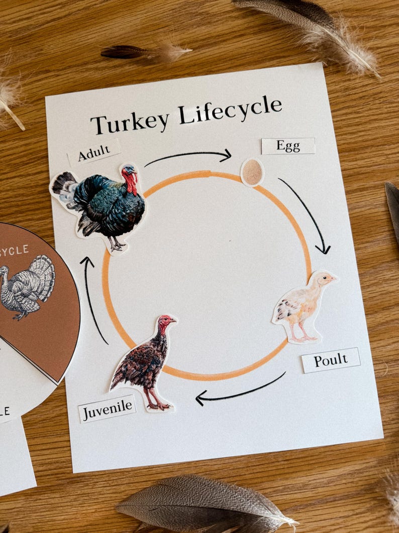 Turkey Life Cycle Wheel, Morning Basket, Homeschool, Learning Resource ...