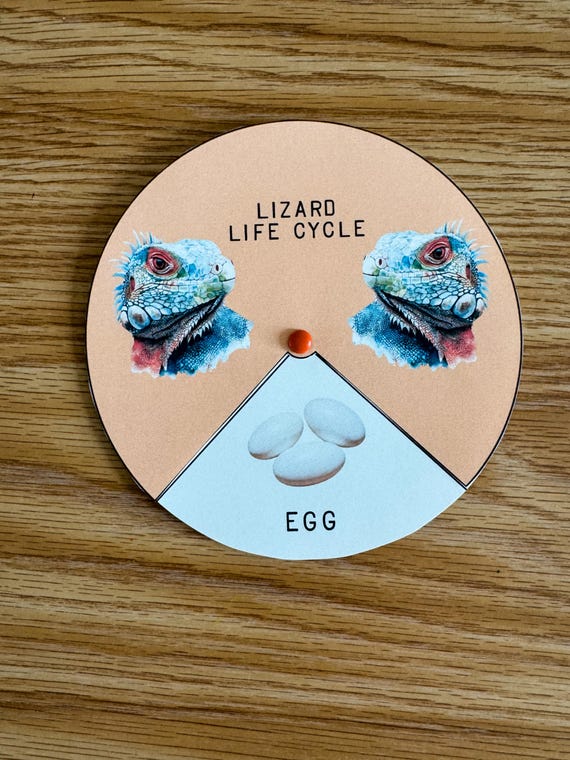 Life Cycle Of A Lizard Ks2