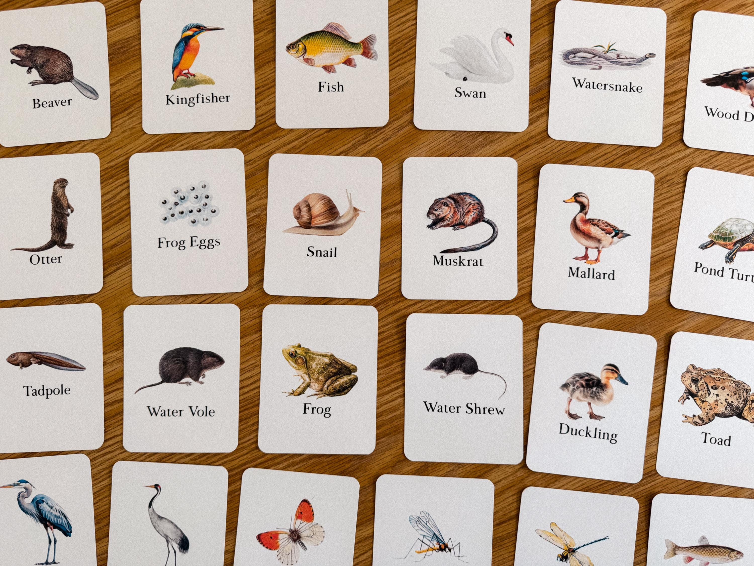 Pond Life Flashcards, Morning Basket, Homeschool, Learning Resource ...