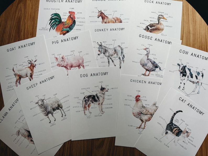 Farm Animal Anatomy Mini Posters, Morning Basket, Homeschool, Learning ...