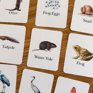 Pond Life Flashcards, Morning Basket, Homeschool, Learning Resource ...