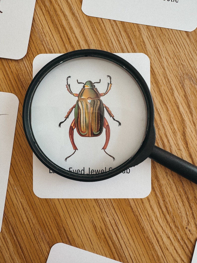 Insect Flashcards, Homeschool, Learning Resource, Printable, Nature ...
