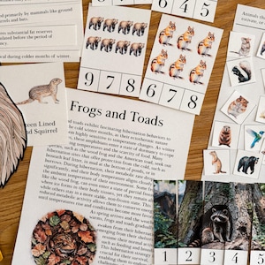 Hibernation/winter Sleep Unit Study, 107 Page PDF, Morning Basket ...