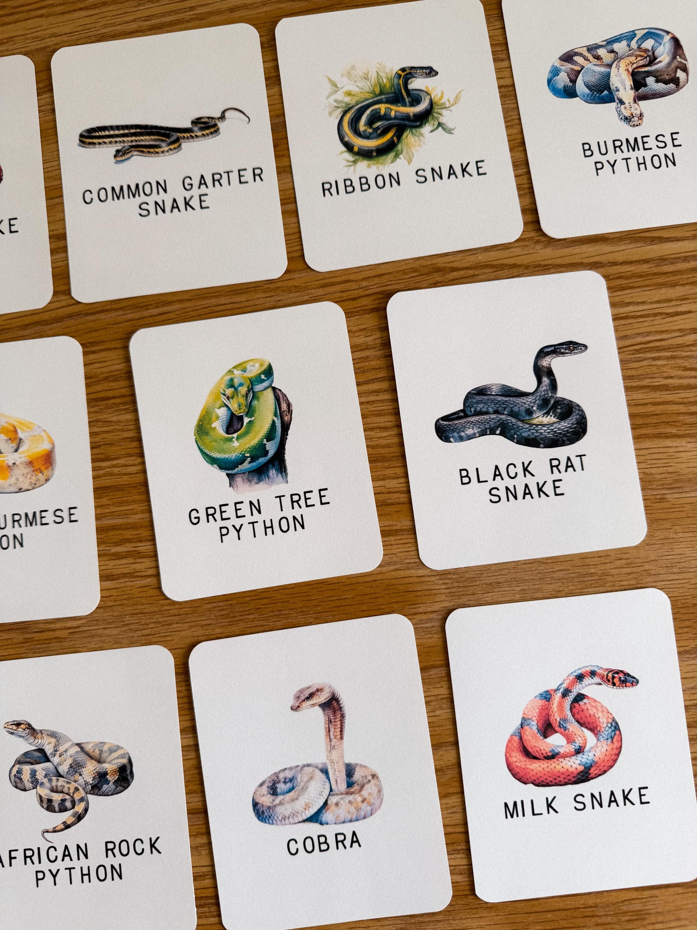 Snake Species Flashcards, Homeschool, Learning Resource, Printable ...