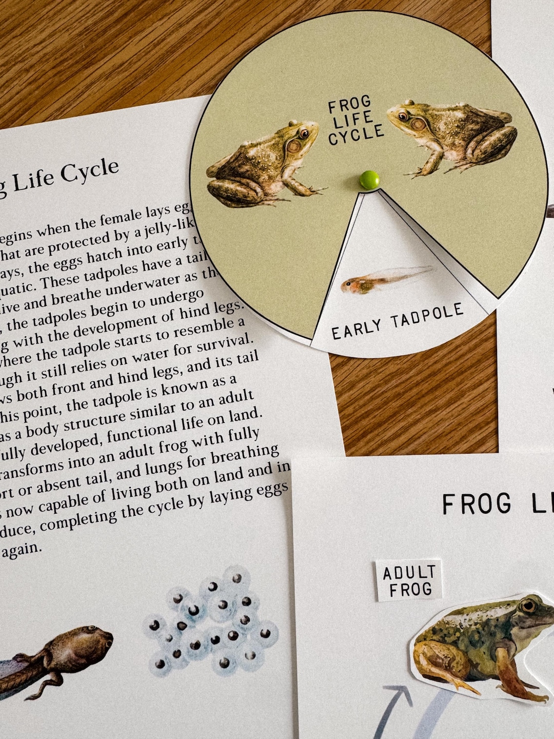 Frog Life Cycle Wheel, Learning Resource, Printable, Nature Science ...