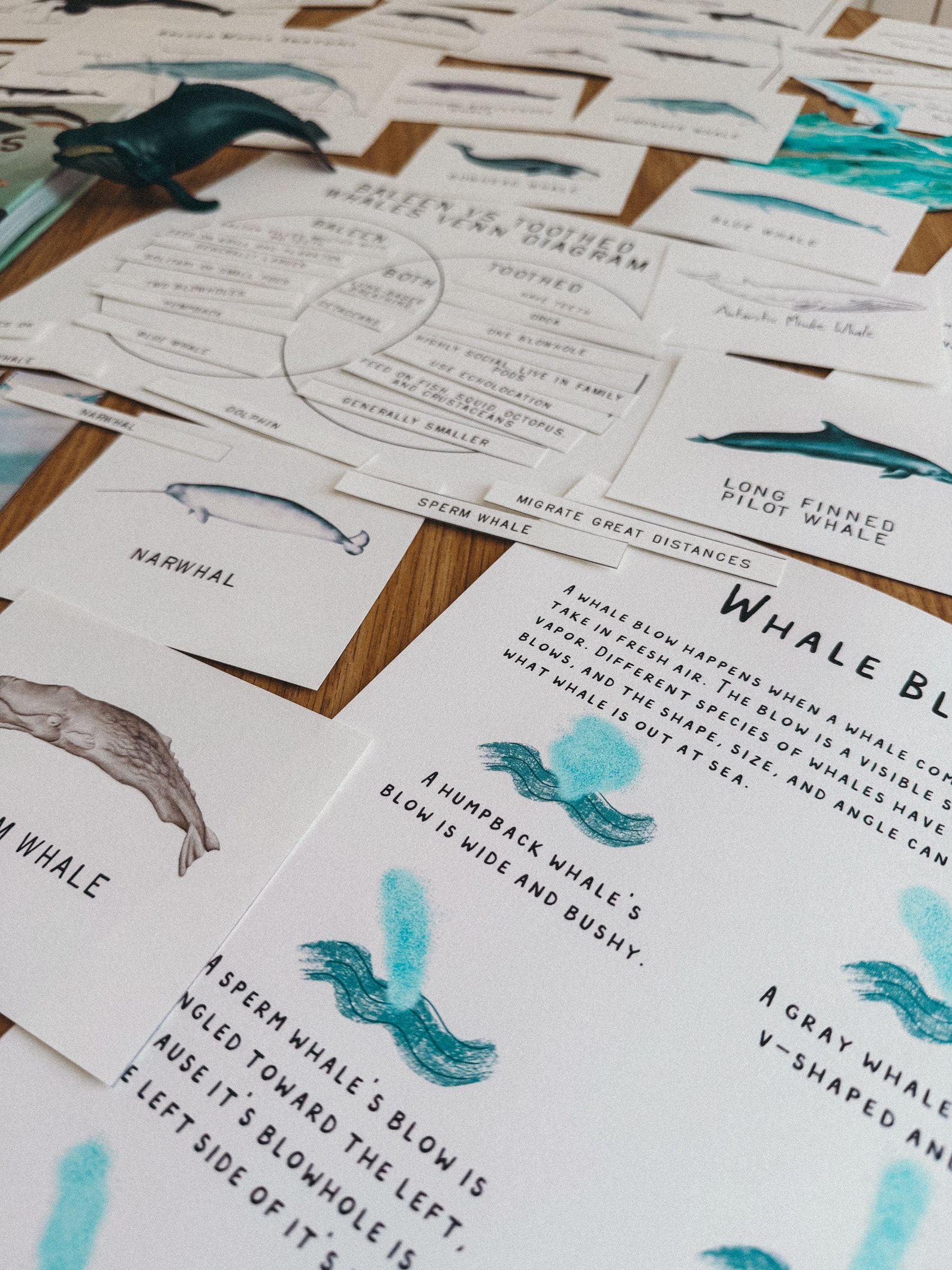 Whales Unit Study, Homeschool, Learning Resource, Printable, Nature ...