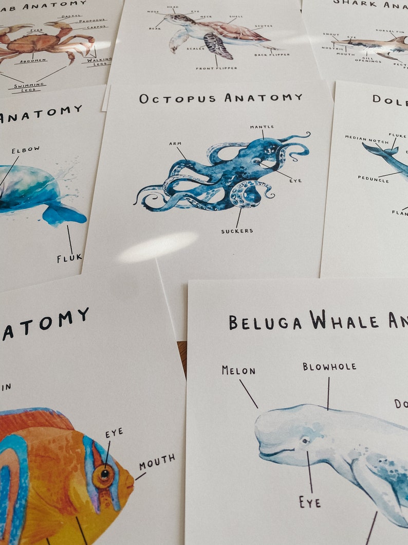 Ocean Animal Anatomy Mini Posters, Morning Basket, Homeschool, Learning ...