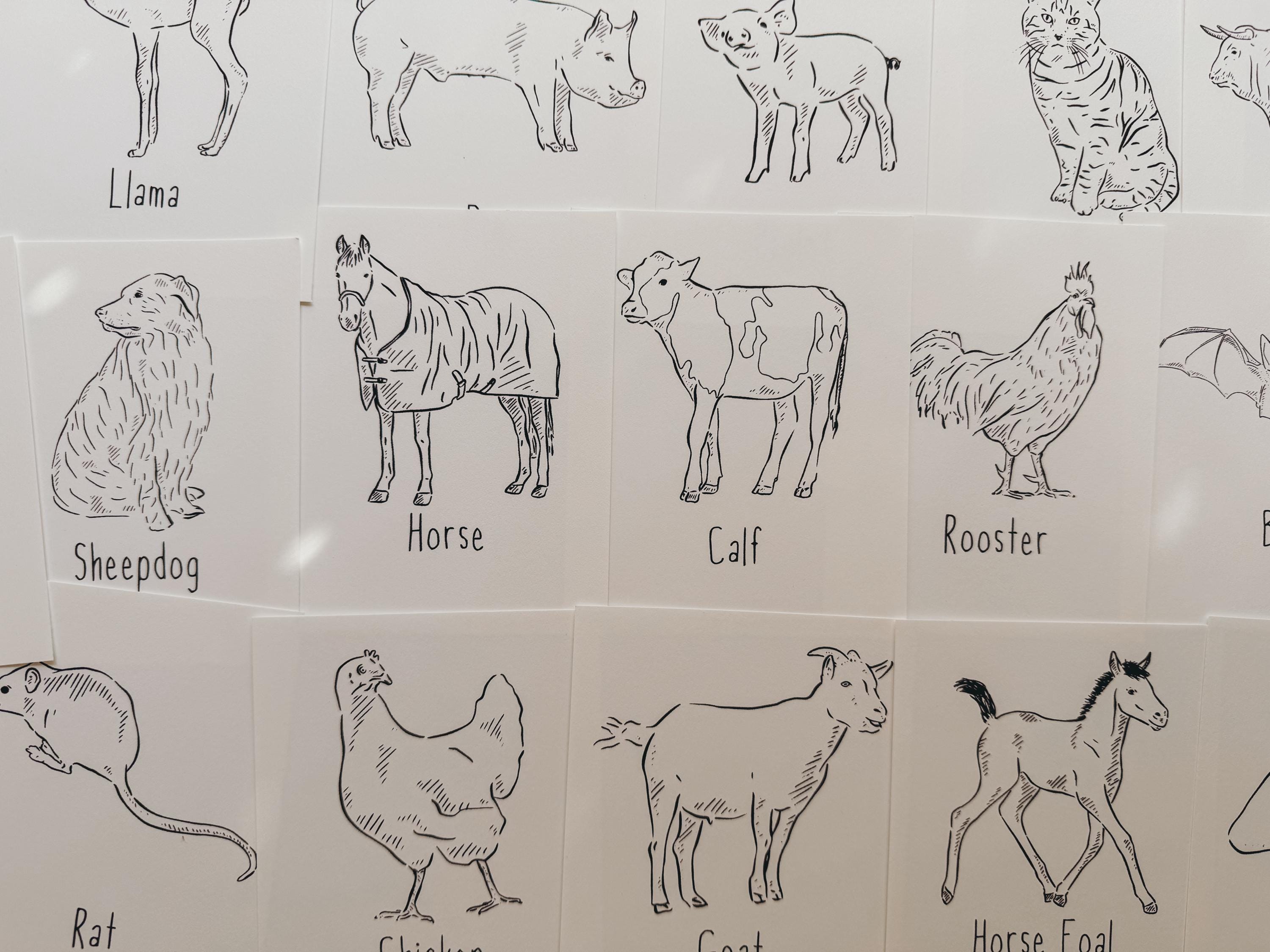 Color Your Own Farm Animal Flashcards, Homeschool, Learning Resource ...