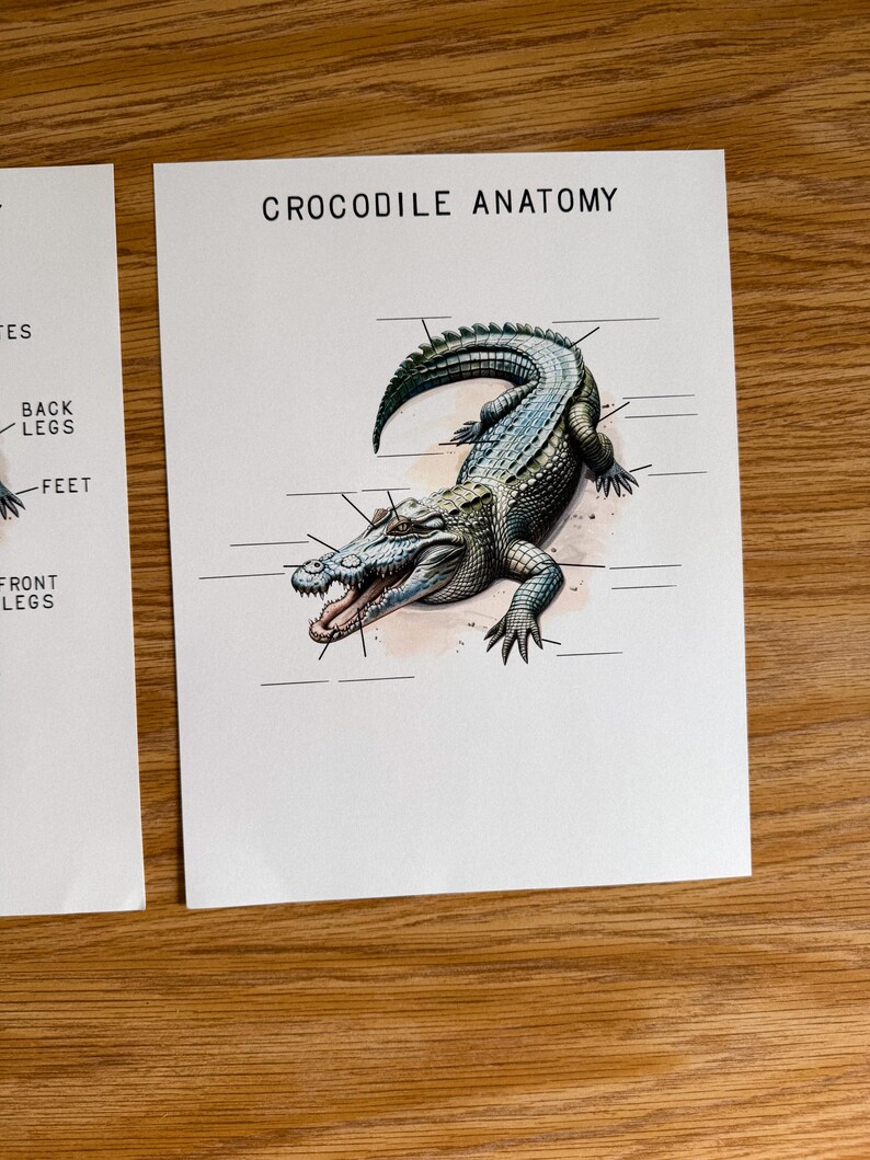 Crocodile Mini Anatomy Poster, Morning Basket, Homeschool, Learning ...