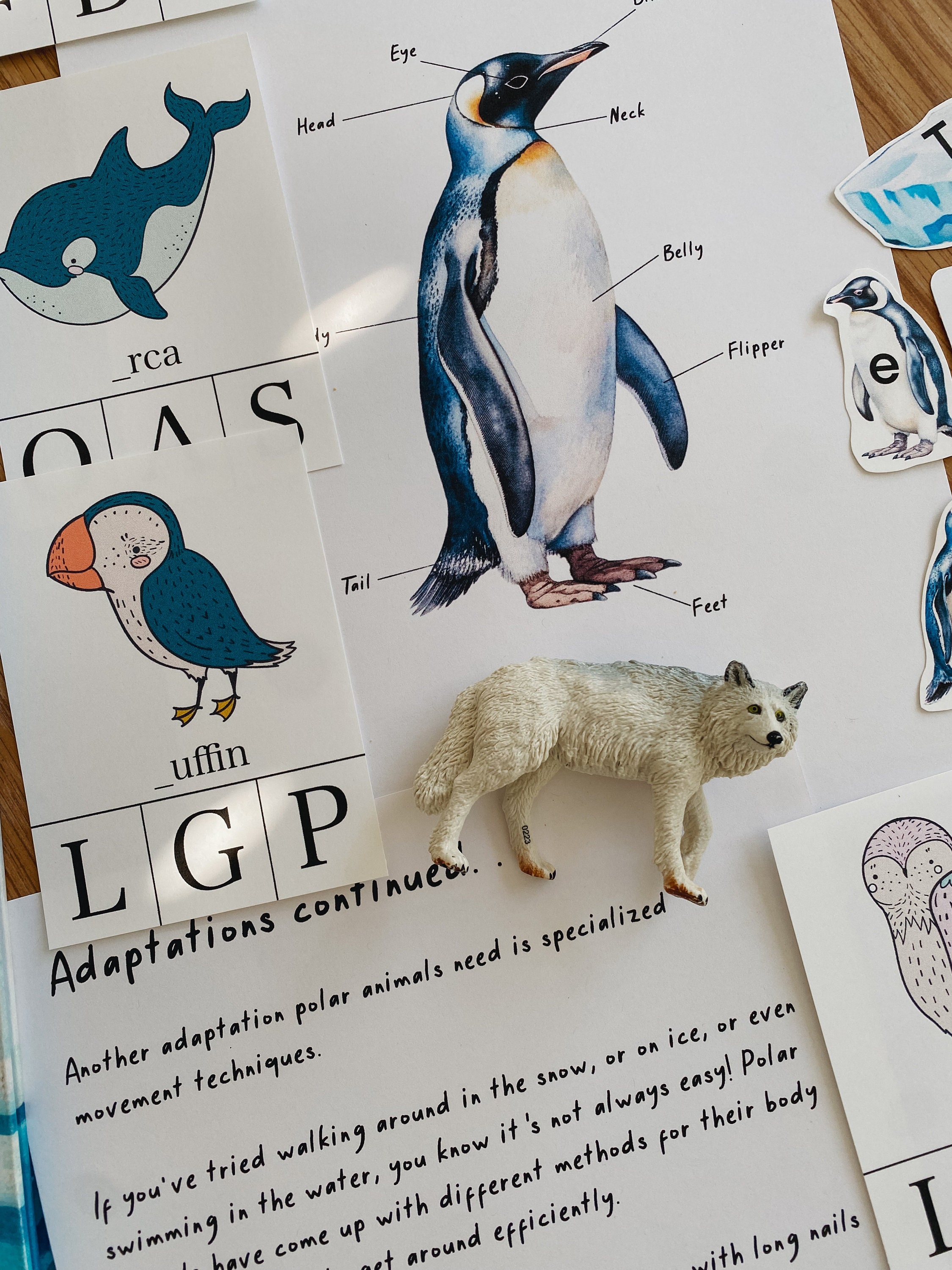 Polar Unit Study, 74 Page PDF, the Arctic and Antarctic, Homeschool ...