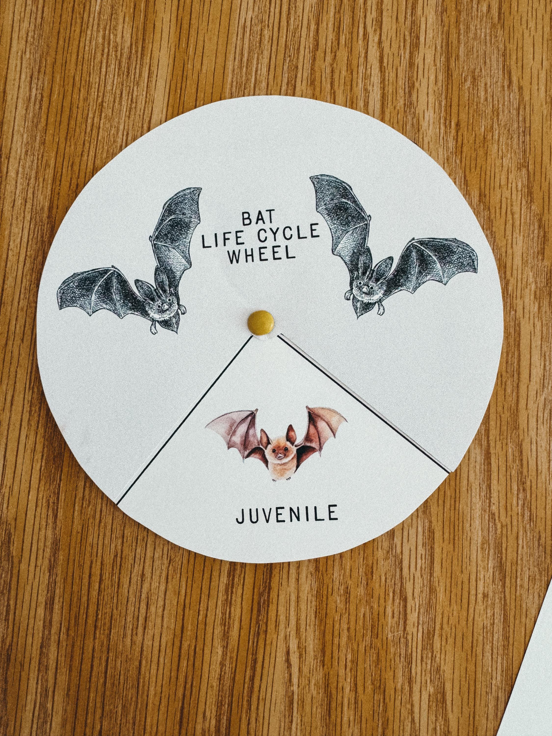 Bat Life Cycle Wheel and Worksheet, Learning Resource, Printable ...