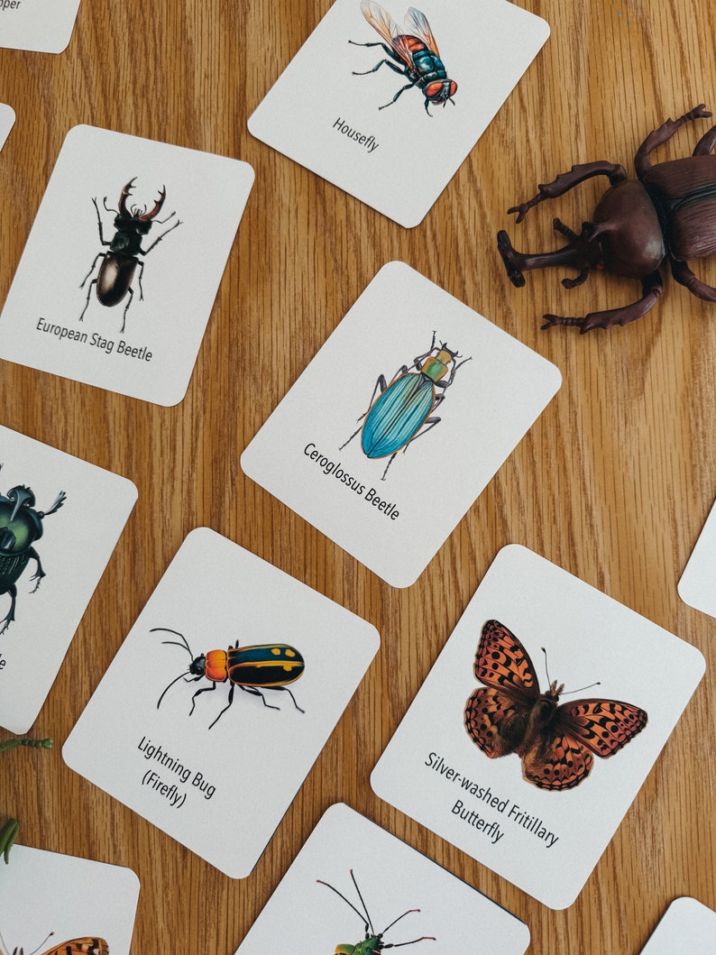 Insect Flashcards, Homeschool, Learning Resource, Printable, Nature ...