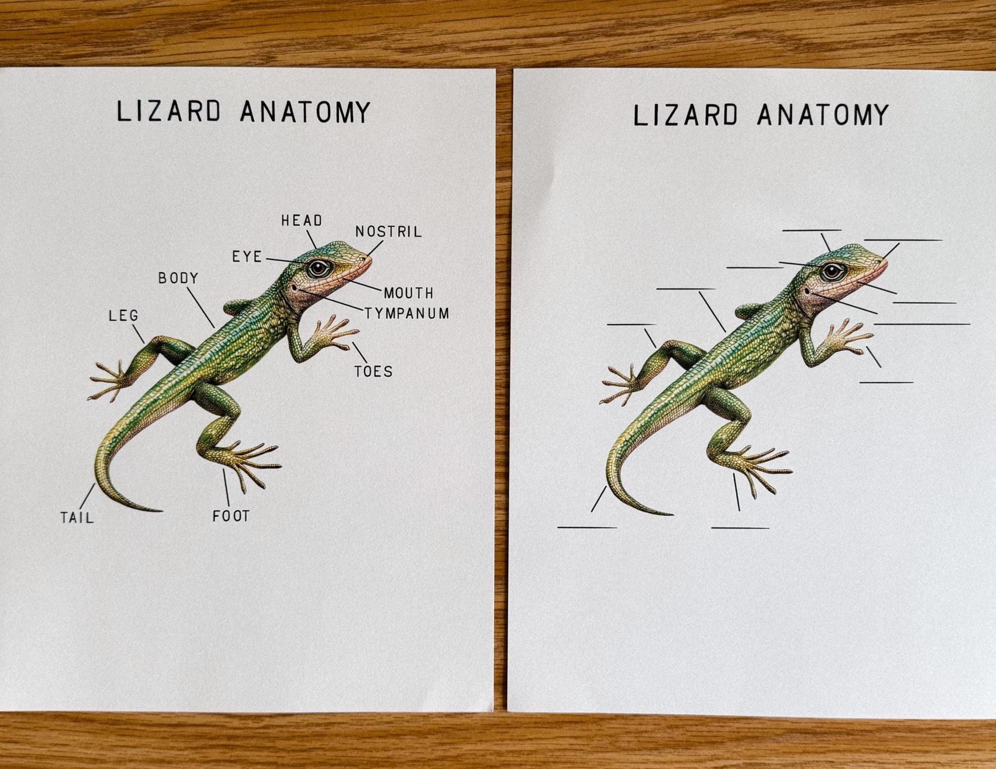 Lizard Mini Anatomy Poster, Morning Basket, Homeschool, Learning ...