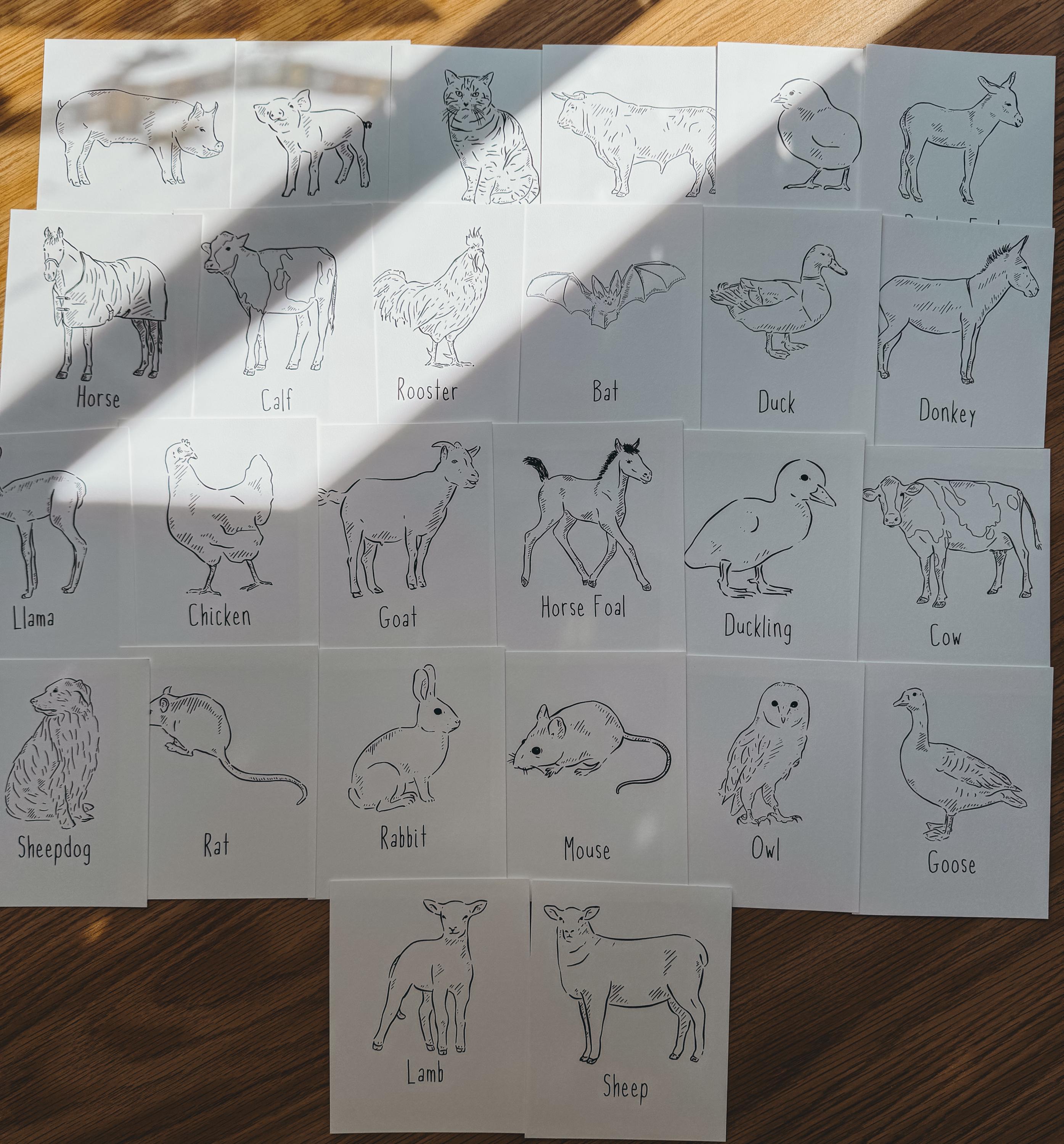 Color Your Own Farm Animal Flashcards, Homeschool, Learning Resource ...