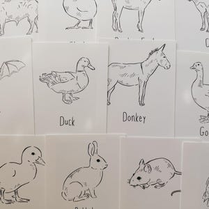Color Your Own Farm Animal Flashcards, Homeschool, Learning Resource ...