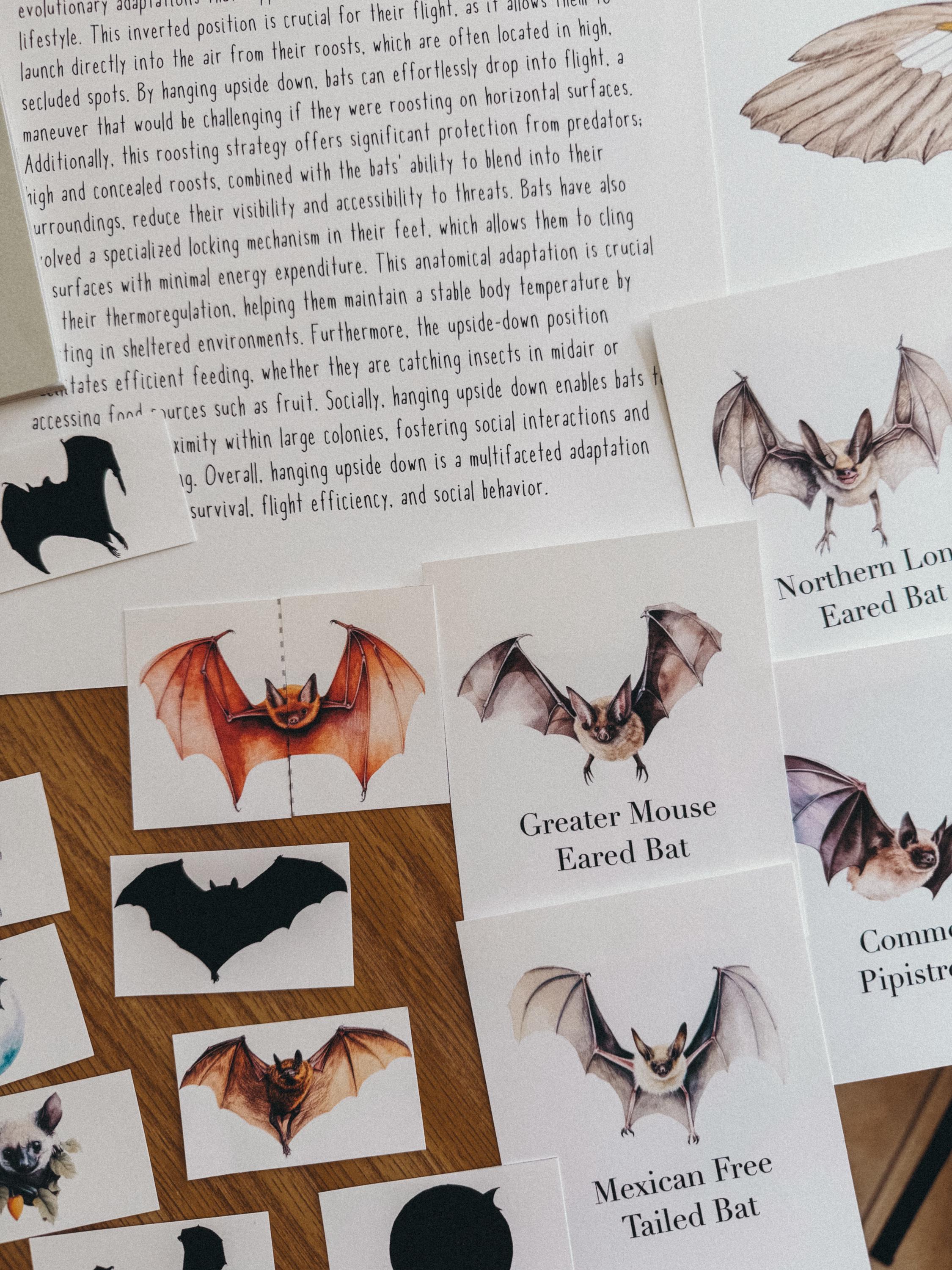 Bat Unit Study, 86 Page PDF, Morning Basket, Homeschool, Learning ...