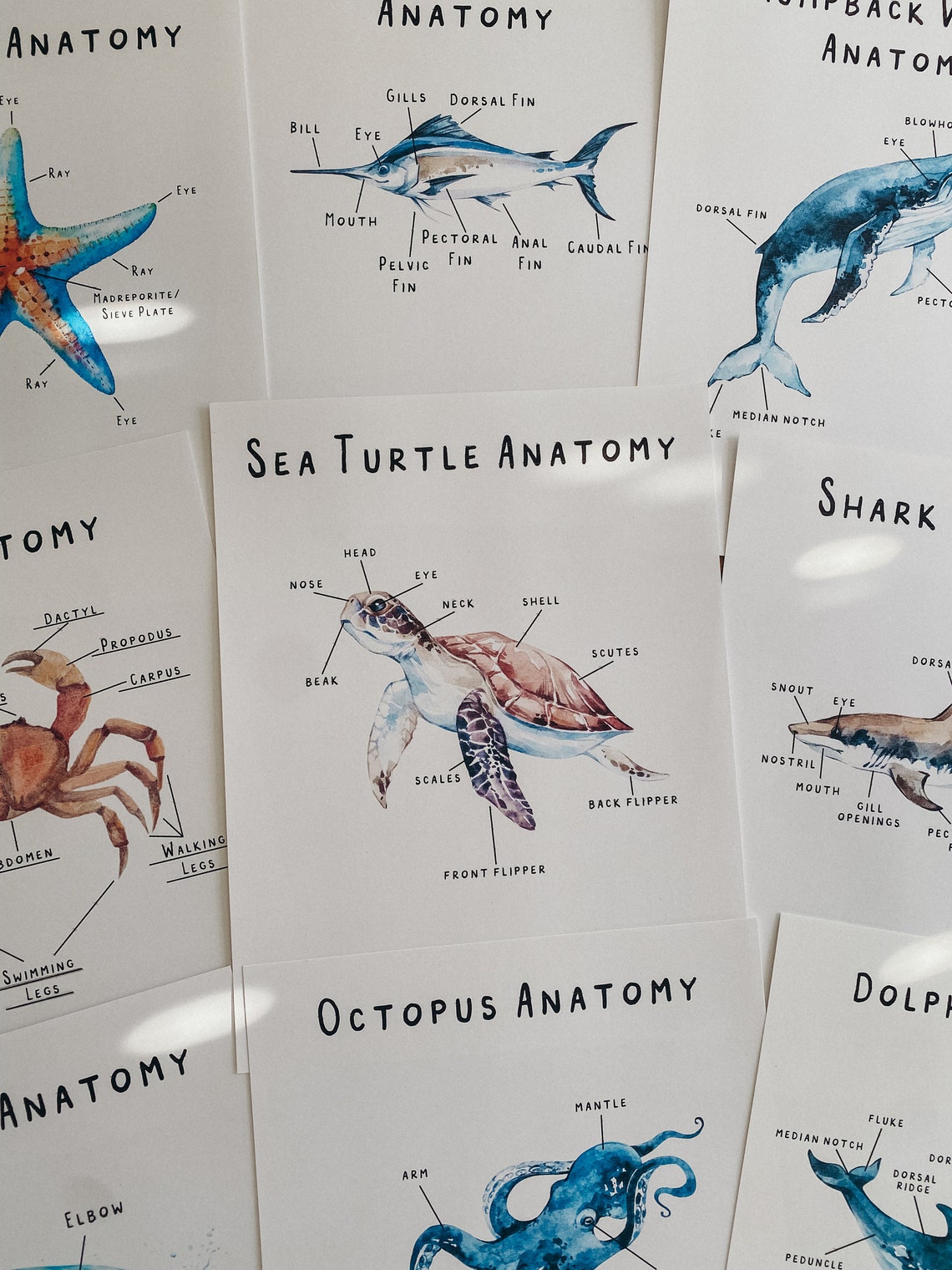 Ocean Animal Anatomy Mini Posters, Morning Basket, Homeschool, Learning ...