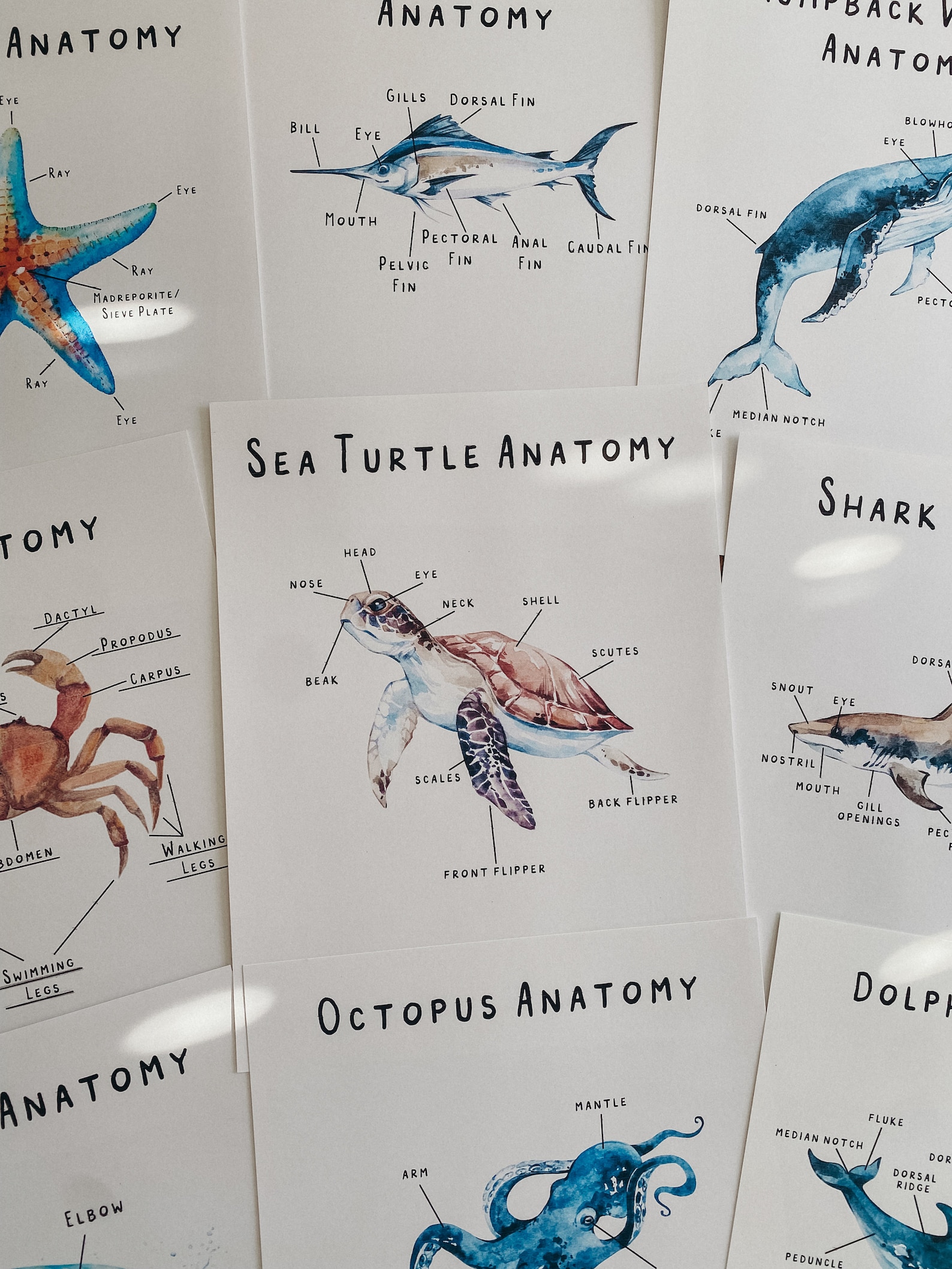 Ocean Animal Anatomy Mini Posters, Morning Basket, Homeschool, Learning ...