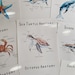 Ocean Animal Anatomy Mini Posters, Morning Basket, Homeschool, Learning ...