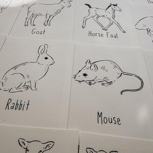 Color Your Own Farm Animal Flashcards, Homeschool, Learning Resource ...