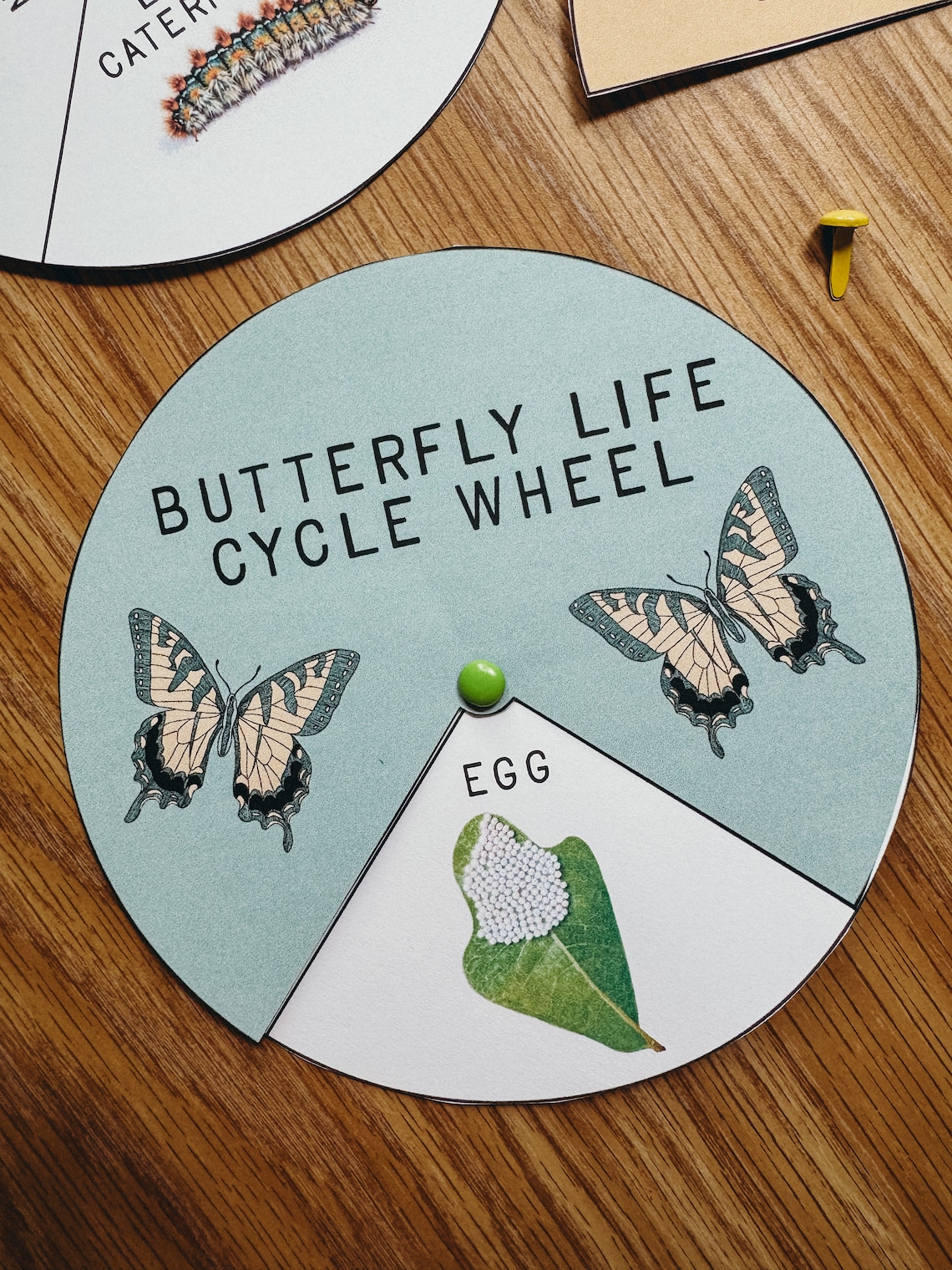 Butterfly & Moth Life Cycle Wheels, Learning Resource, Printable ...