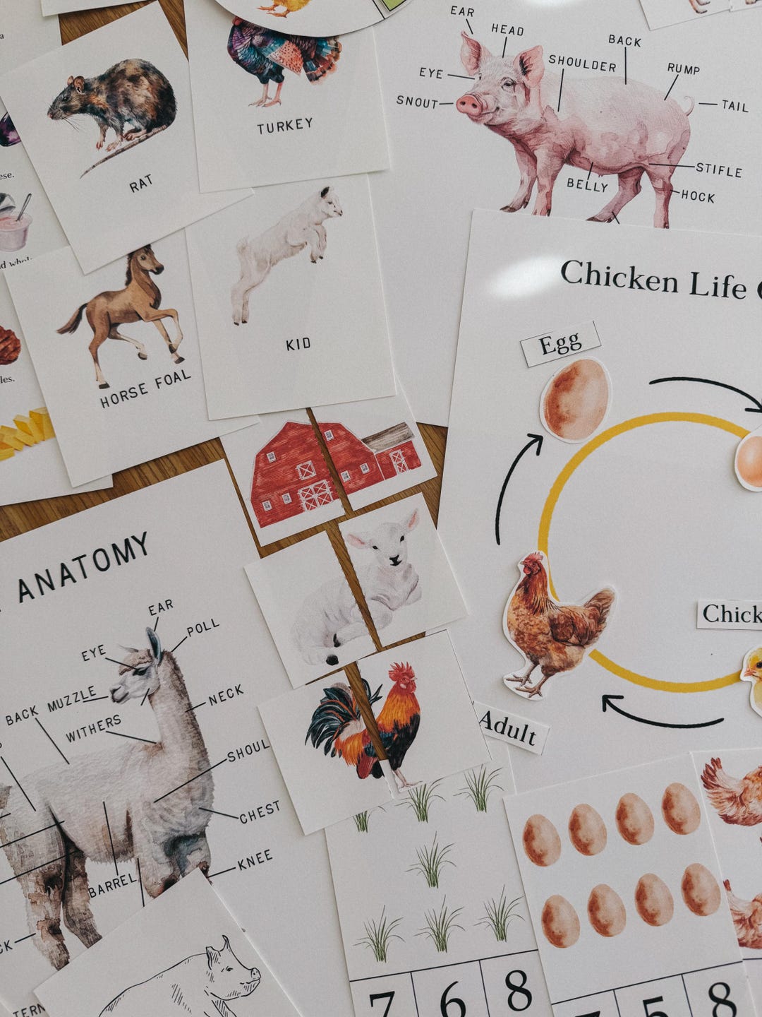 Farm Animals Unit Study, MEGA 191 Page PDF, Morning Basket, Homeschool ...