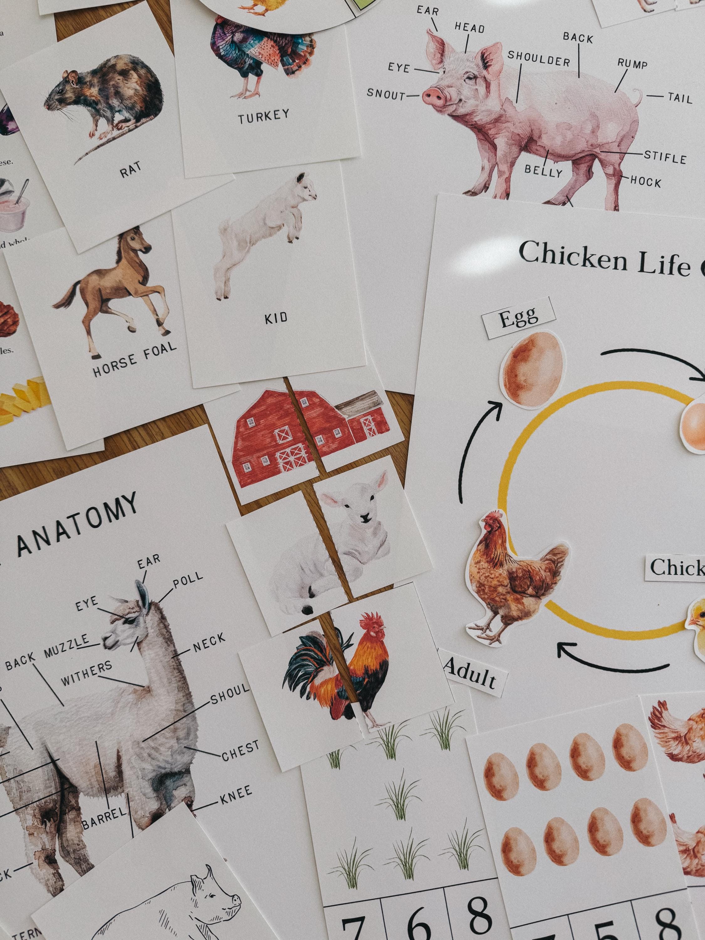 Farm Animals Unit Study, MEGA 191 Page PDF, Morning Basket, Homeschool ...