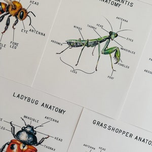 Insect Anatomy Mini Posters, Morning Basket, Homeschool, Learning ...