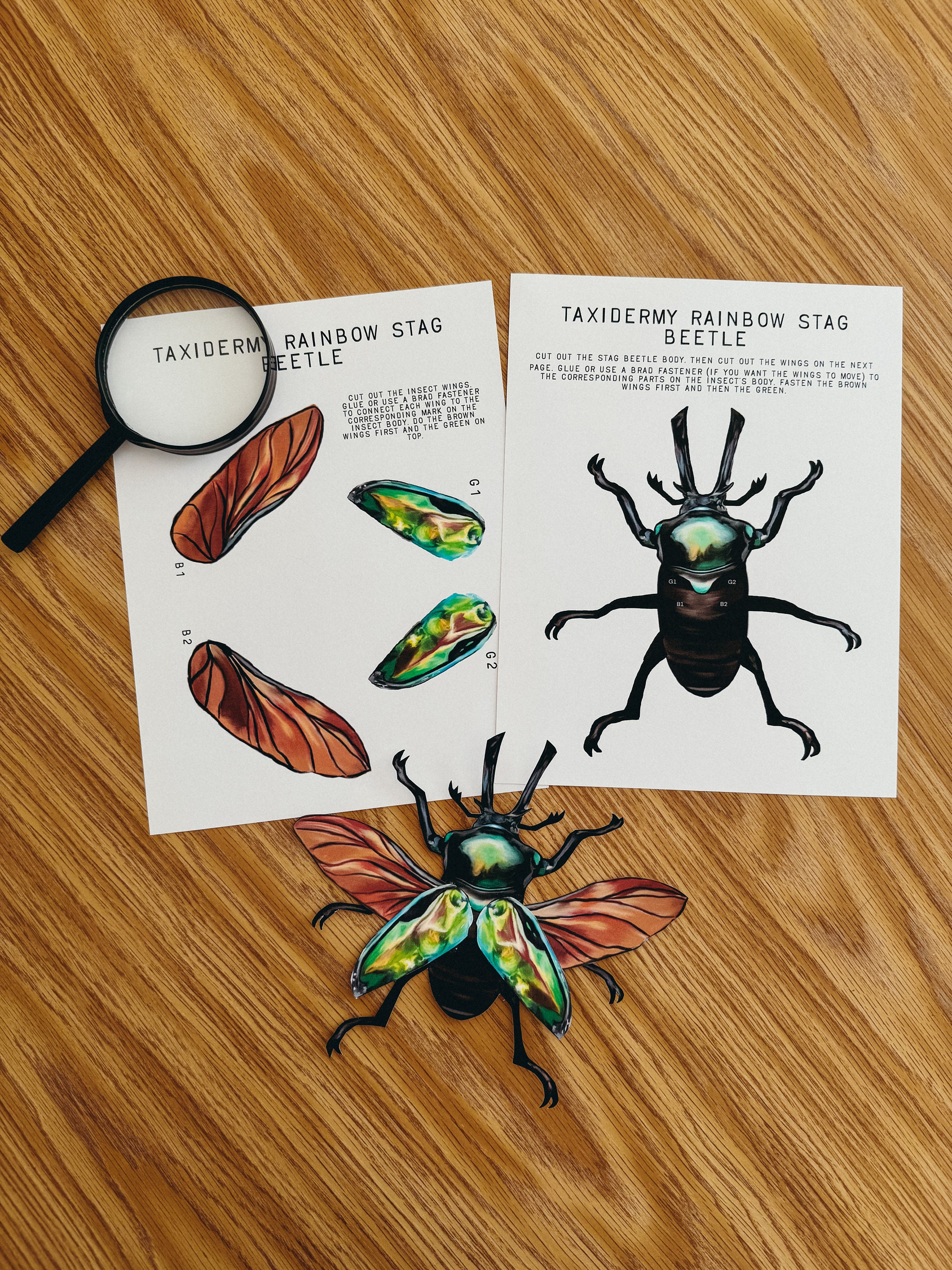 Bugs and Insects Unit Study, Homeschool, Learning Resource, Printable ...
