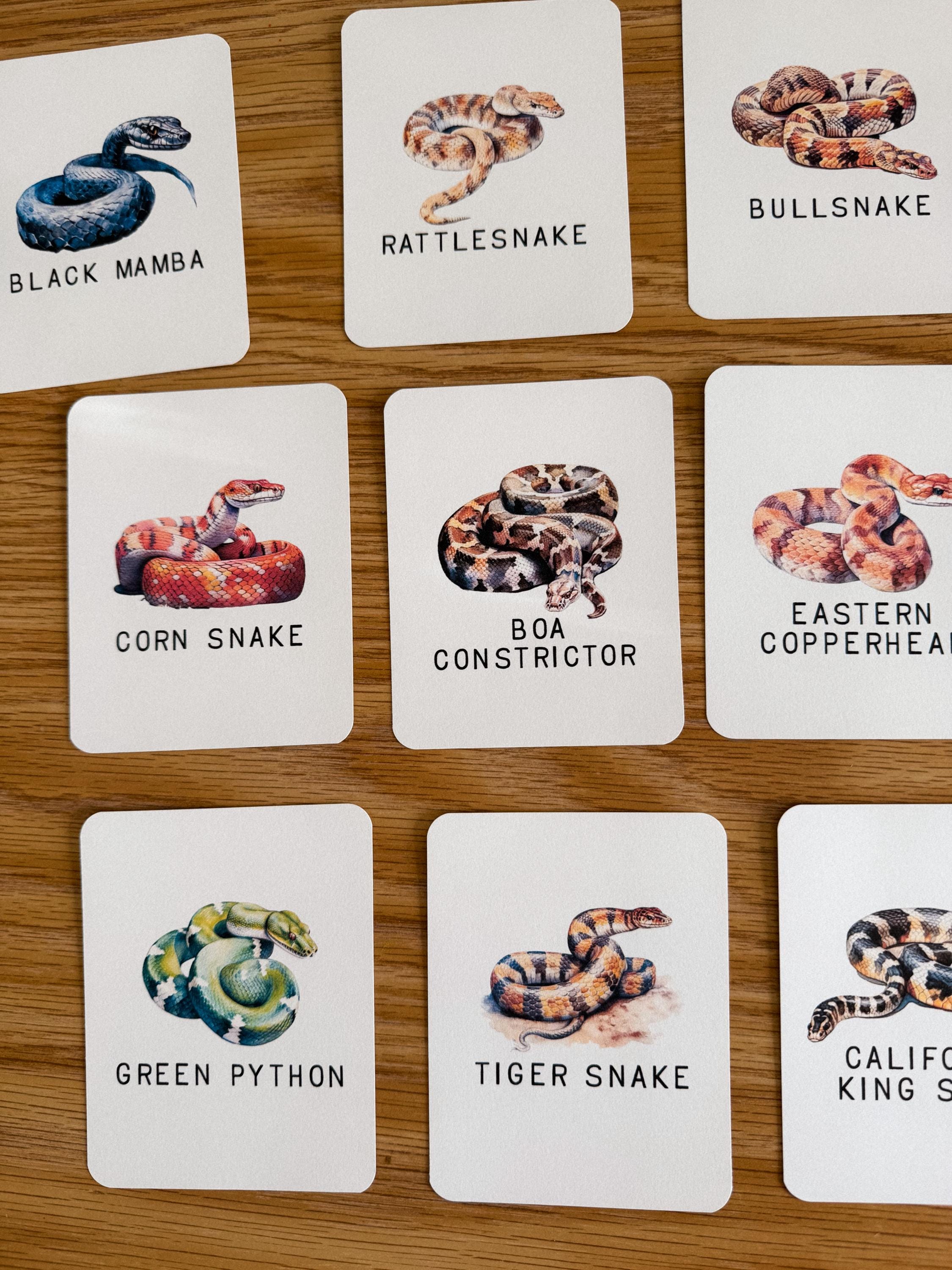 Snake Species Flashcards, Homeschool, Learning Resource, Printable ...