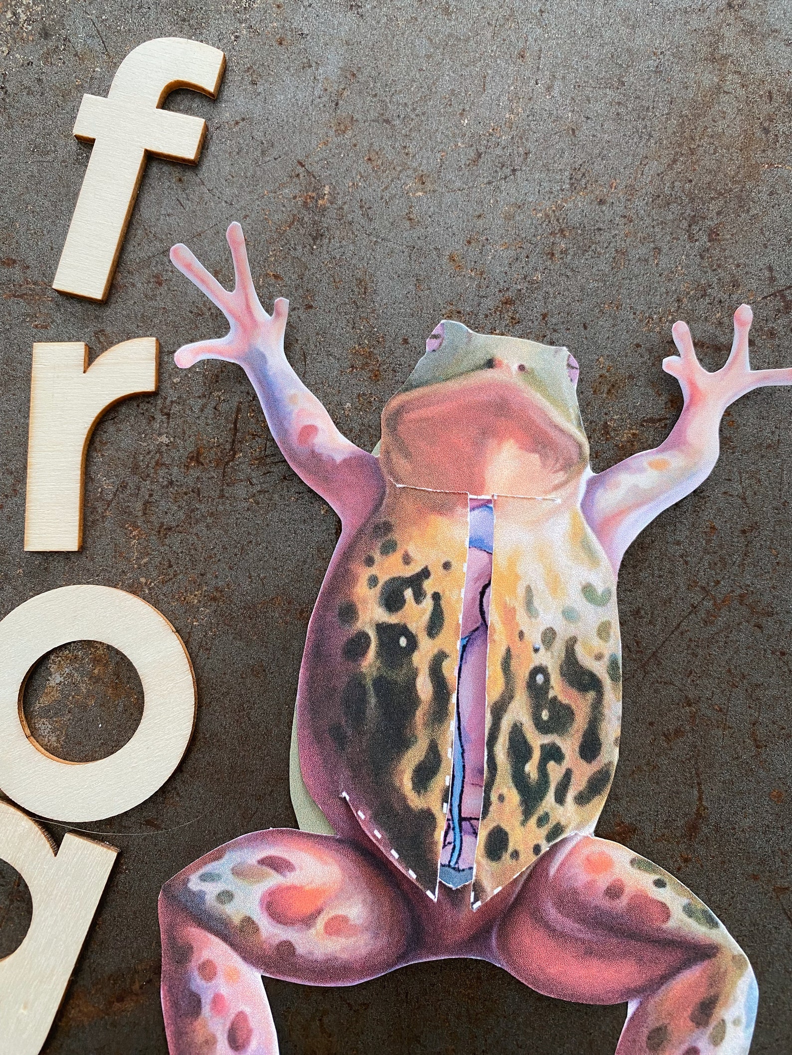 Paper Simulated Frog Dissection, Morning Basket, Homeschool, Learning ...