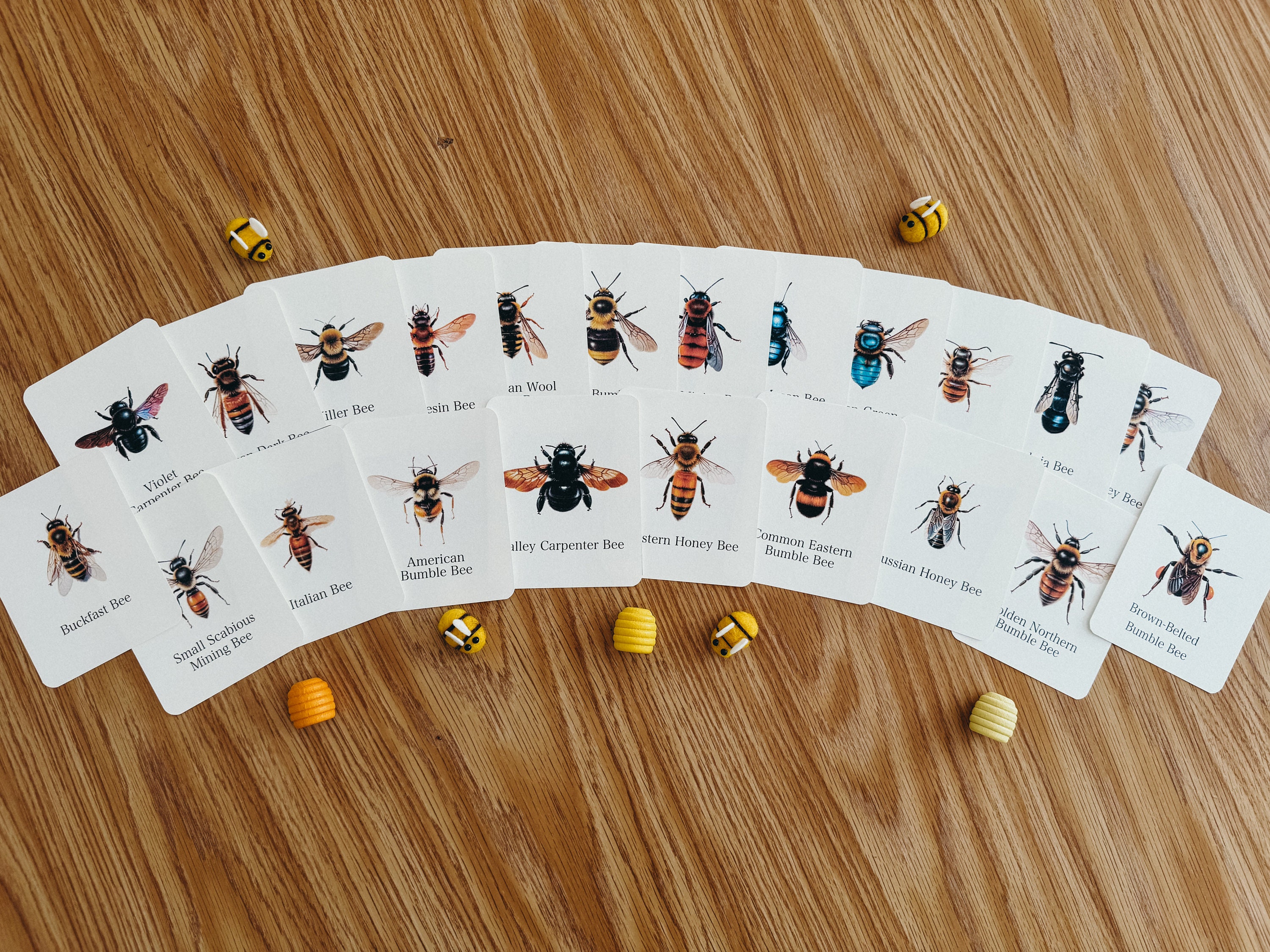Bee Species Flashcards, Homeschool, Learning Resource, Printable ...