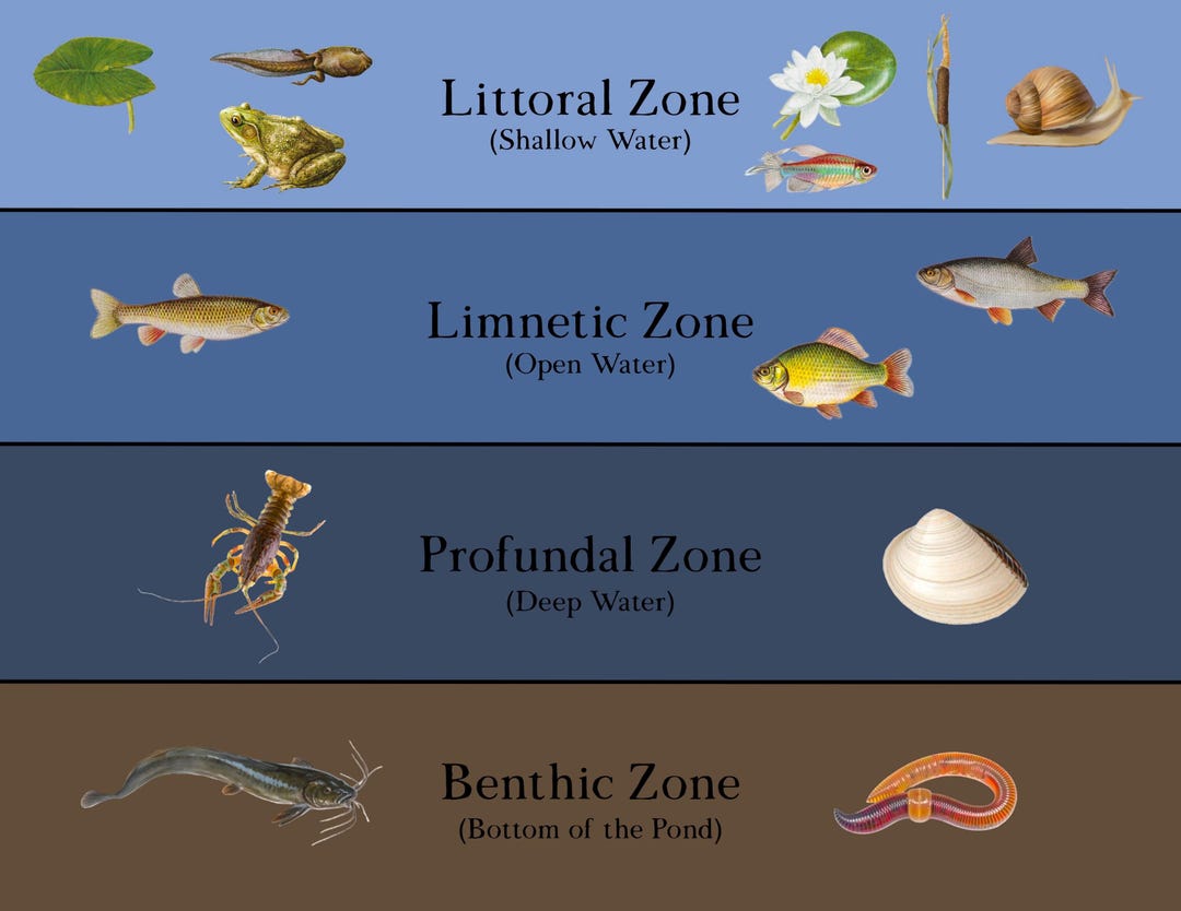 Pond and Lake Water Zones Activity, Morning Basket, Homeschool ...