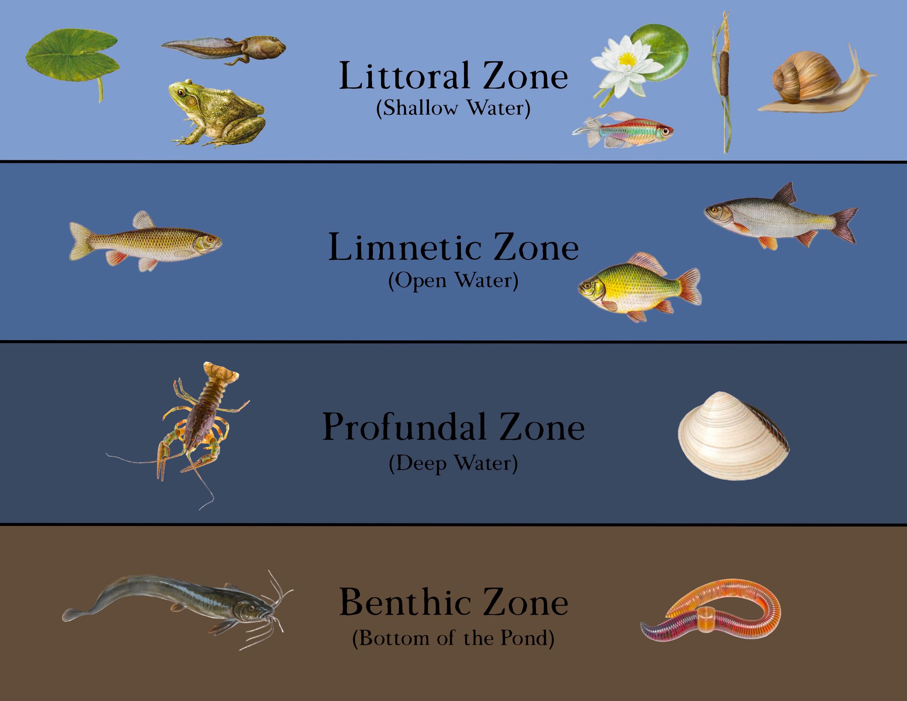 Pond and Lake Water Zones Activity, Morning Basket, Homeschool ...