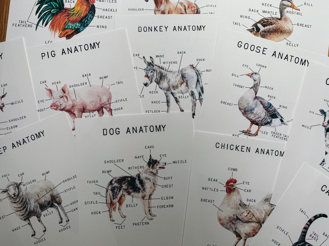 Farm Animal Anatomy Mini Posters, Morning Basket, Homeschool, Learning ...