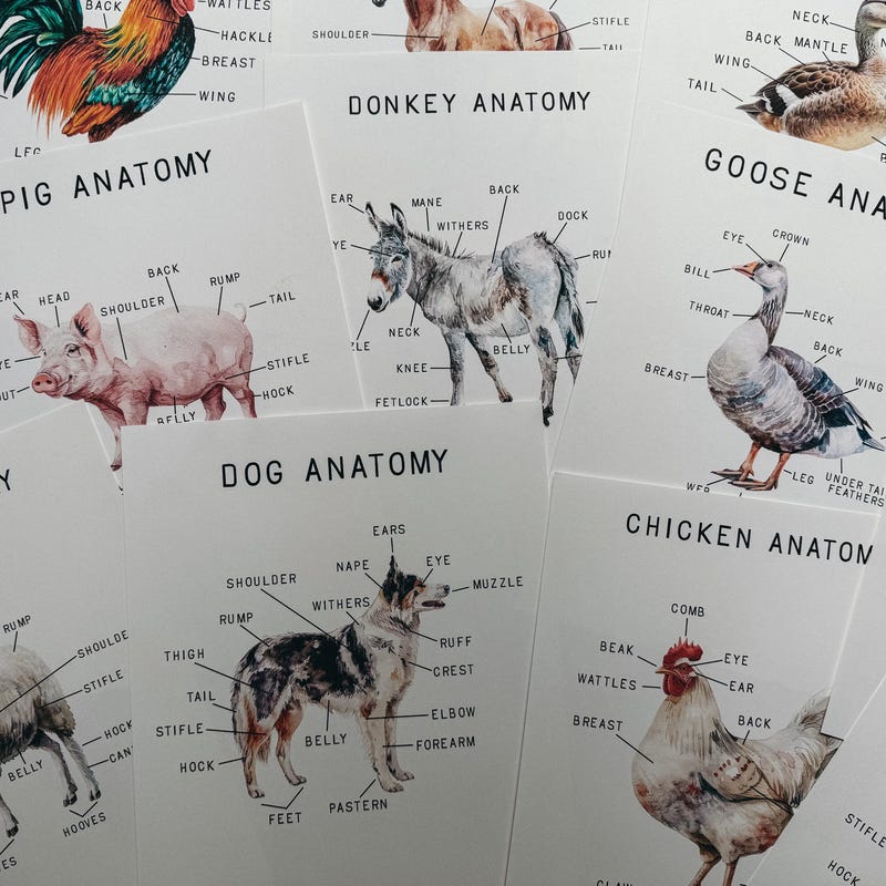 Animal Anatomy - Etsy