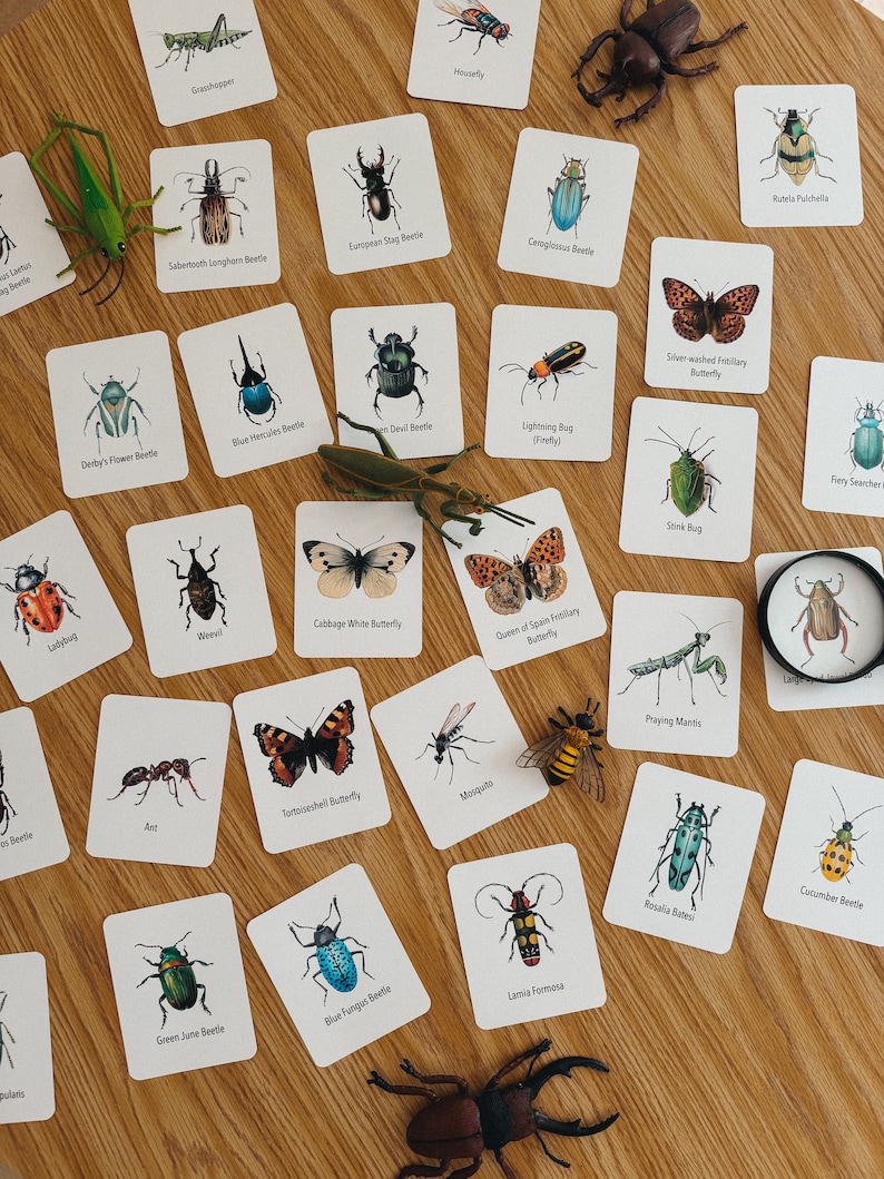 Bugs and Insects Unit Study, Homeschool, Learning Resource, Printable ...