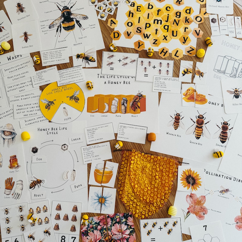 Bee Preschool Study - Etsy