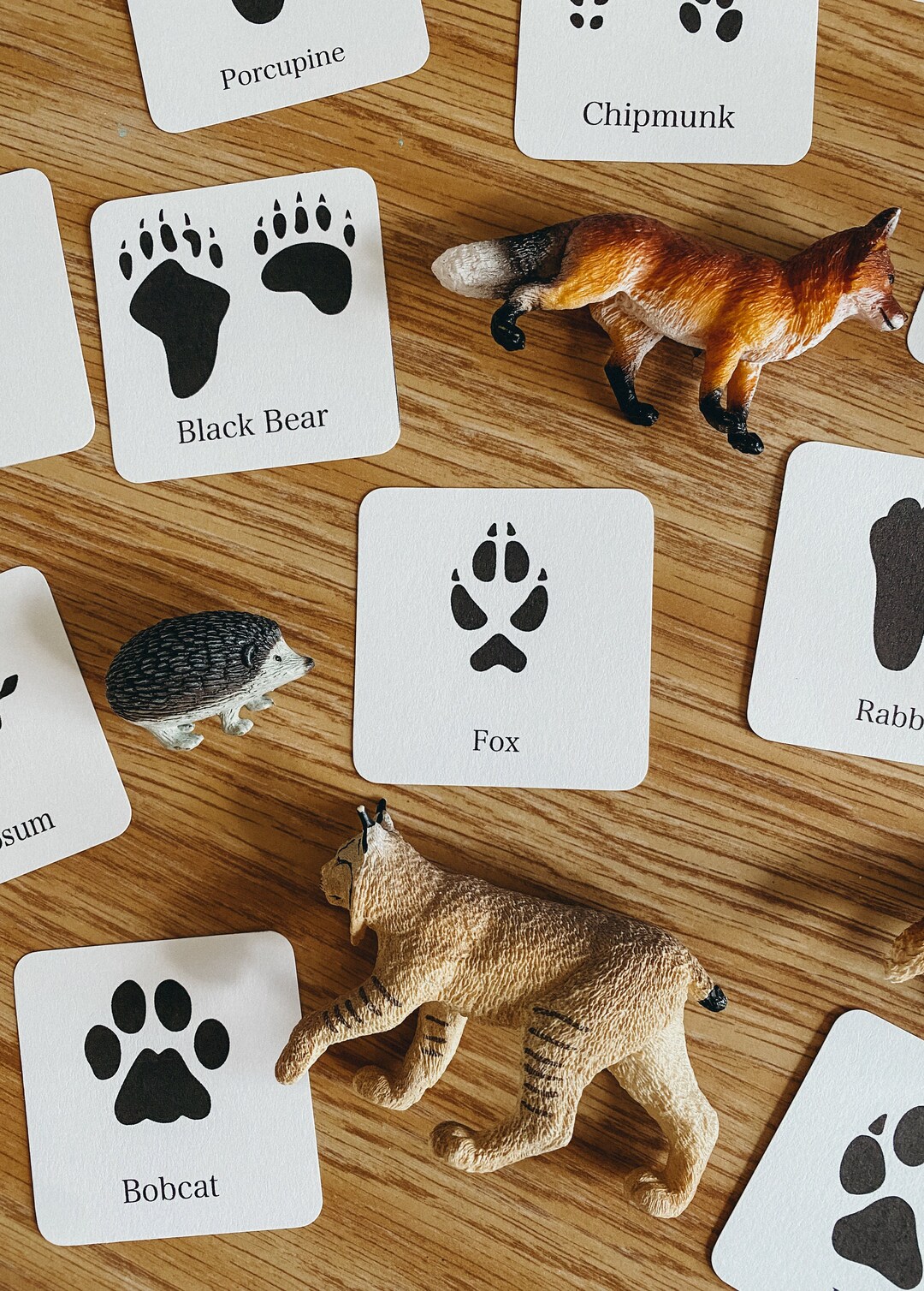 Animal Track Mini Flashcards, Morning Basket, Homeschool, Learning ...