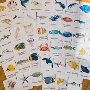 Ocean Animal Flashcards, Morning Basket, Homeschool, Learning Resource ...
