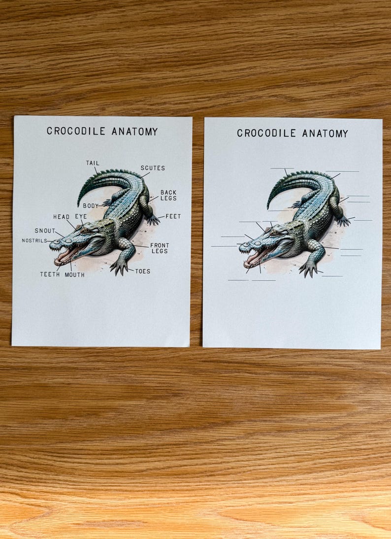 Crocodile Mini Anatomy Poster, Morning Basket, Homeschool, Learning ...