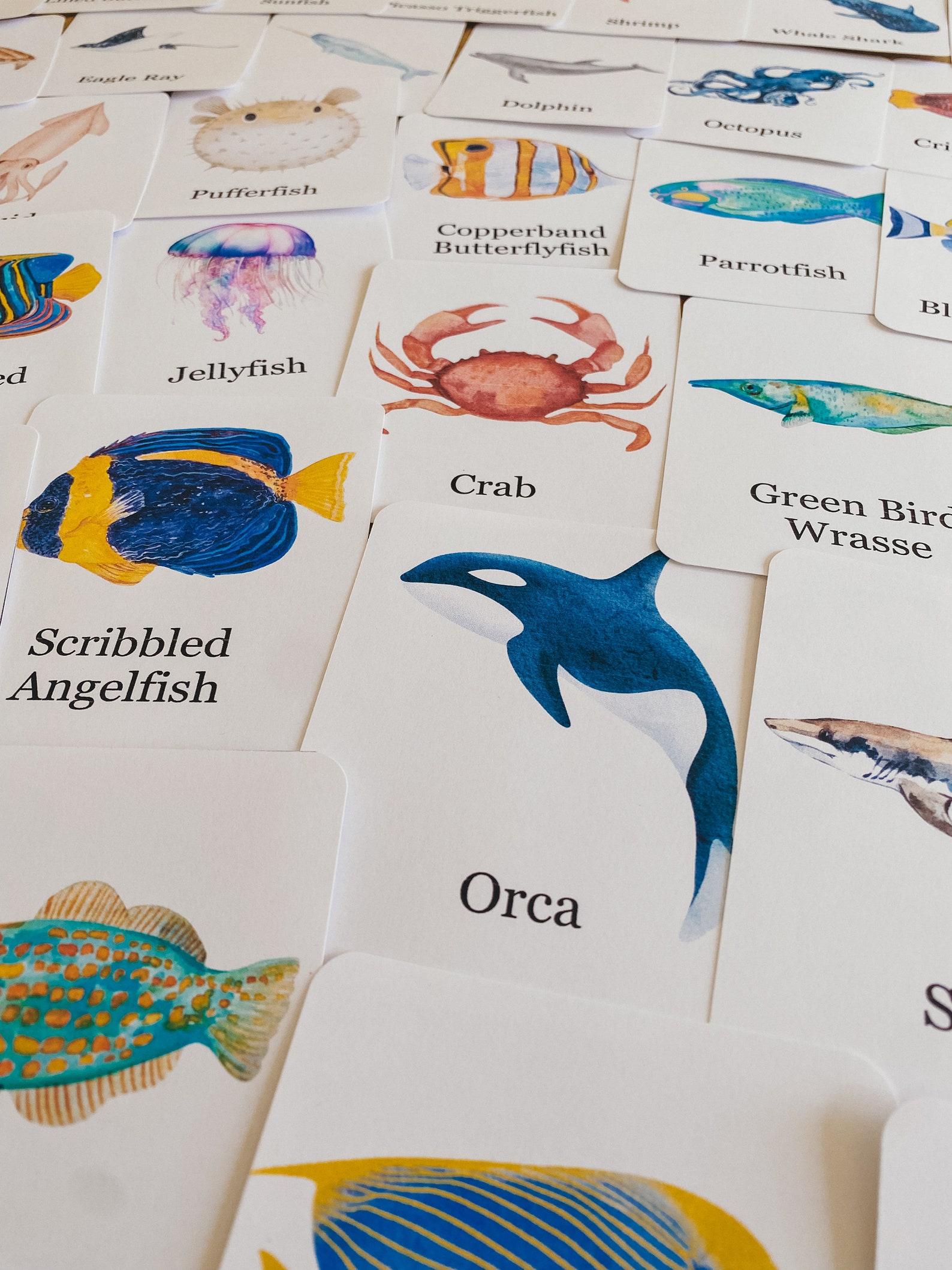 Ocean Animal Flashcards, Morning Basket, Homeschool, Learning Resource ...