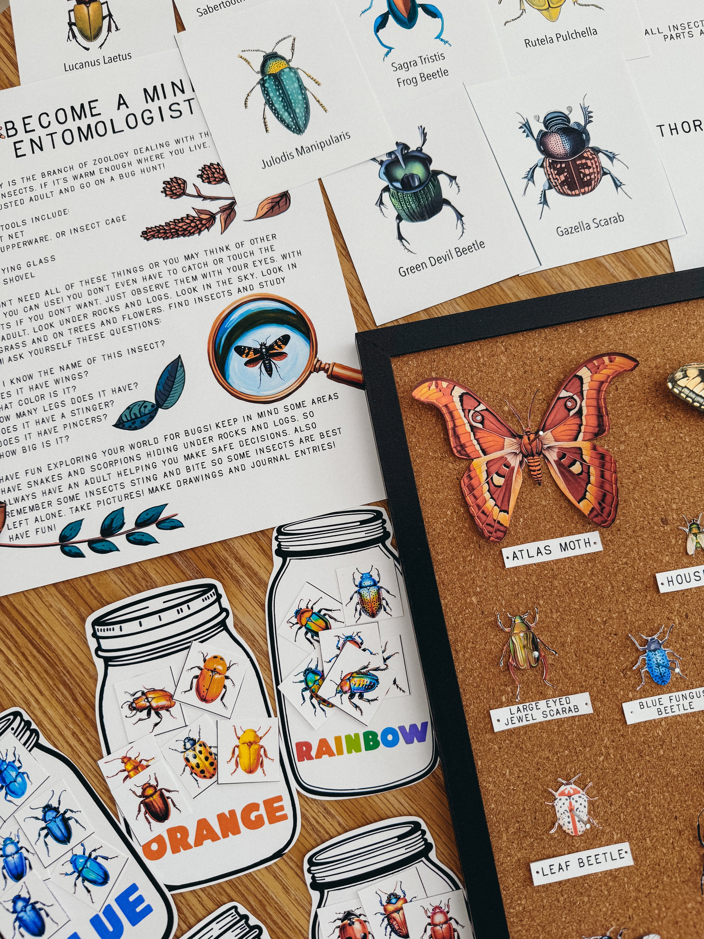 Bugs and Insects Unit Study, Homeschool, Learning Resource, Printable ...