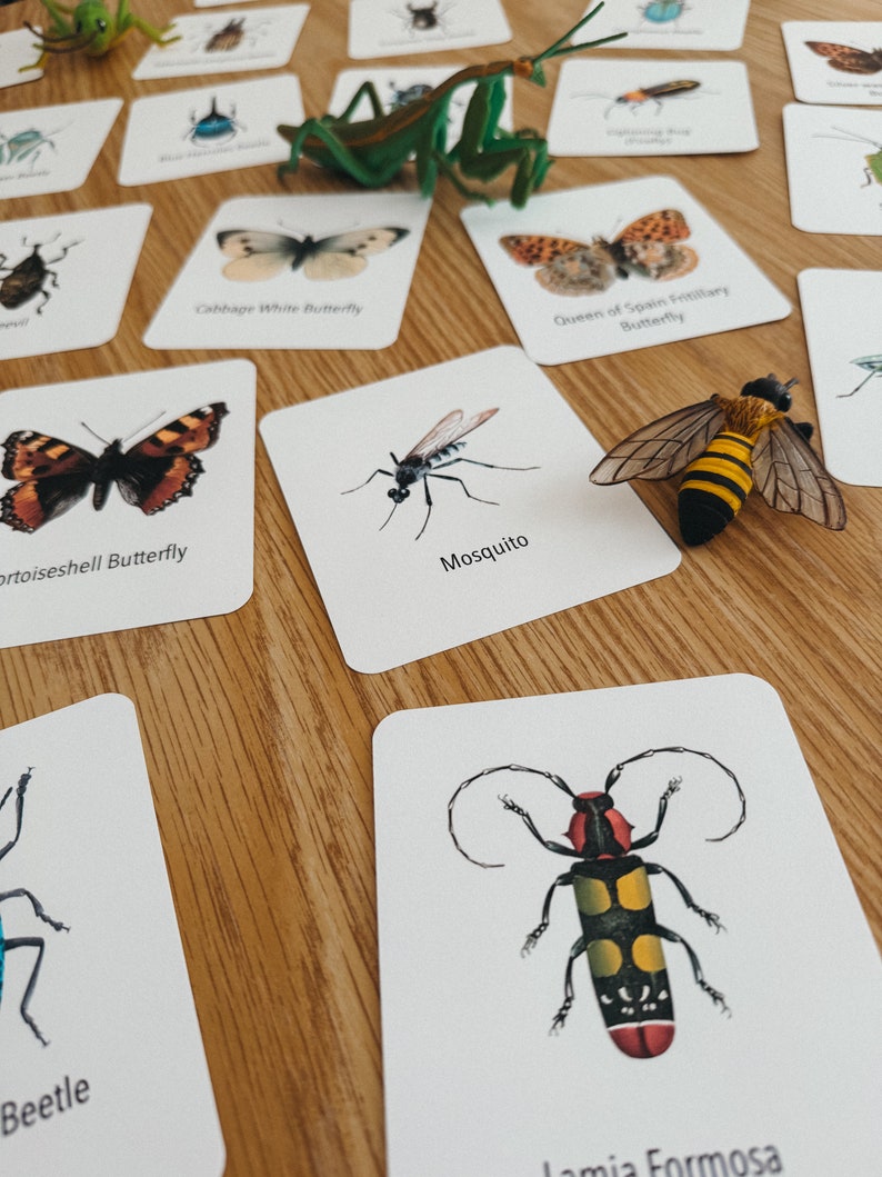 Tarjetas didácticas de insectos, educación en el hogar, recursos de ...