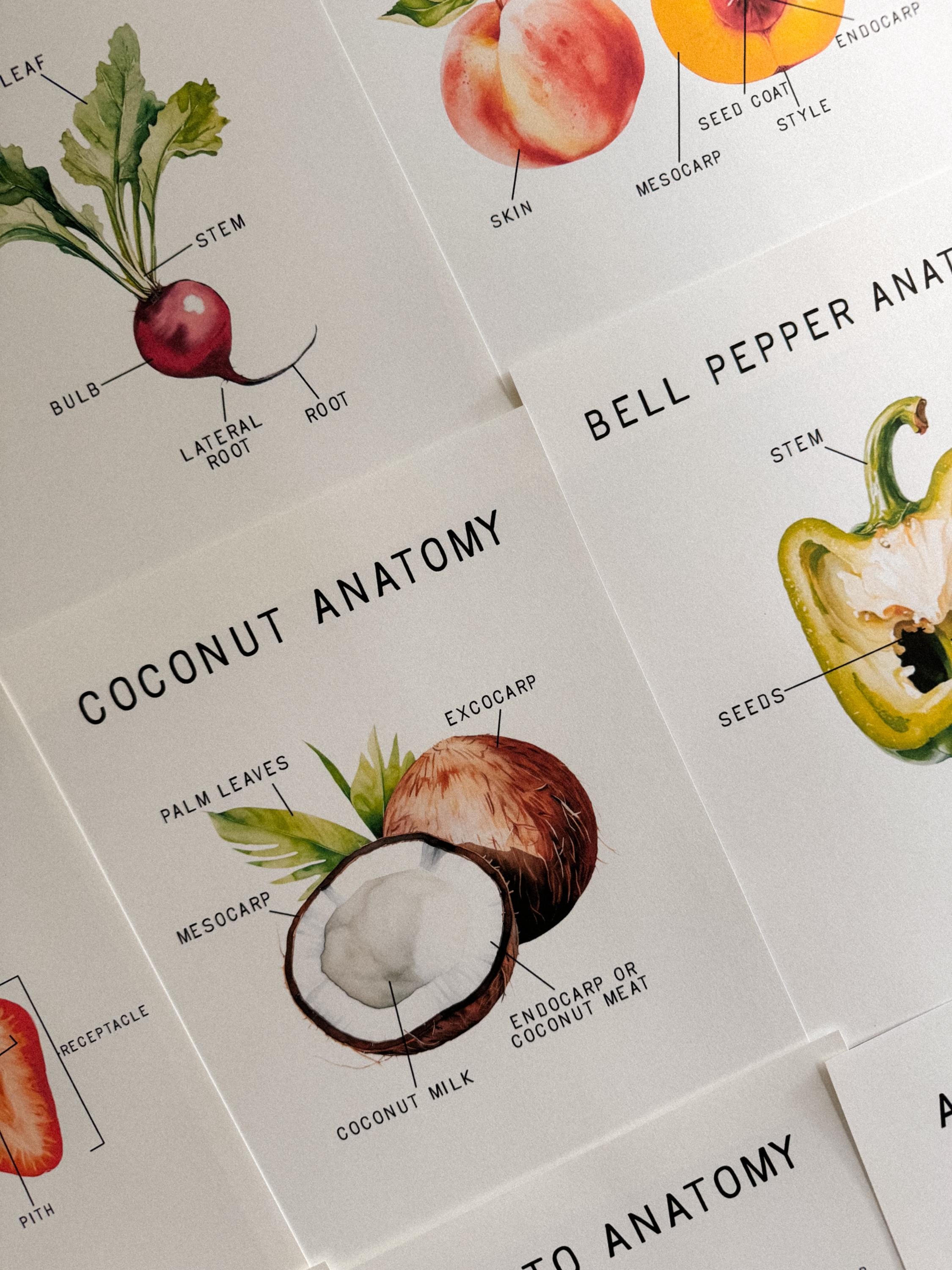 Fruit and Vegetable Anatomy Mini Posters, Morning Basket, Homeschool ...