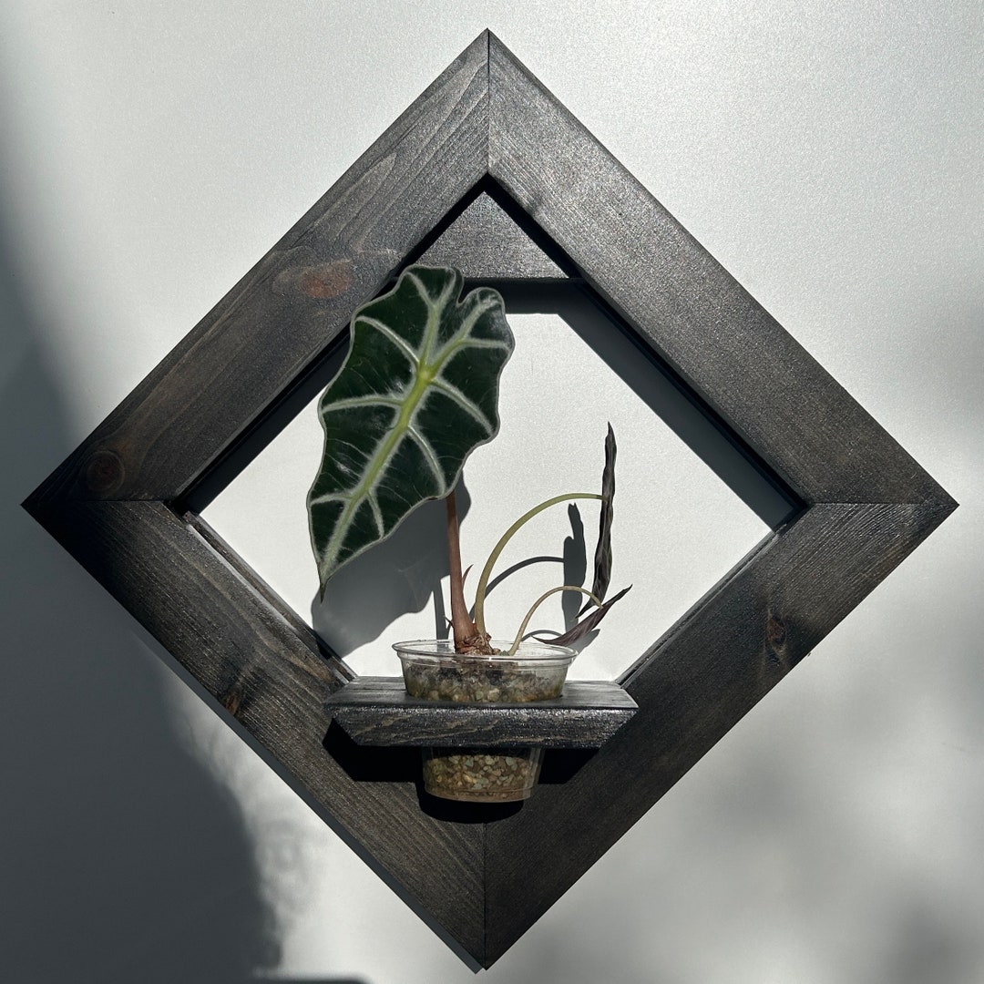 Geo Plant Holder - Etsy